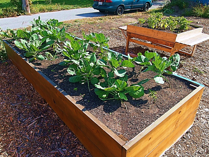 Starting a Garden - Chicago Grows Food